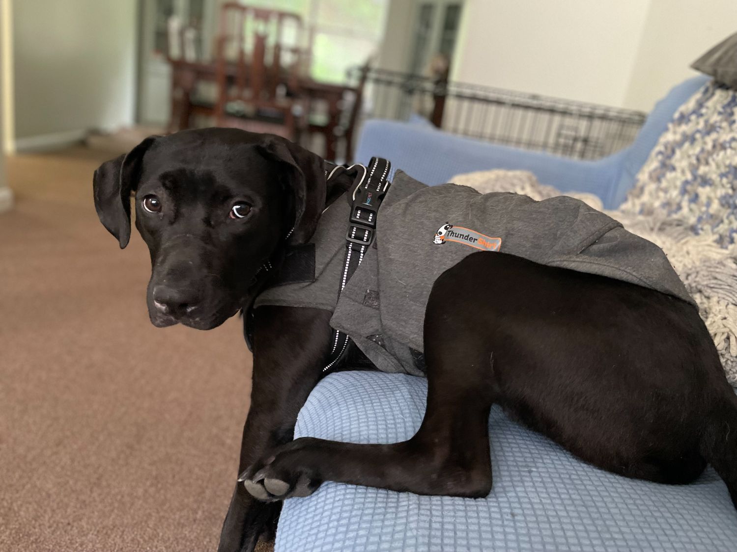 please help us help monty please help us raise the $ 9000 we were ...